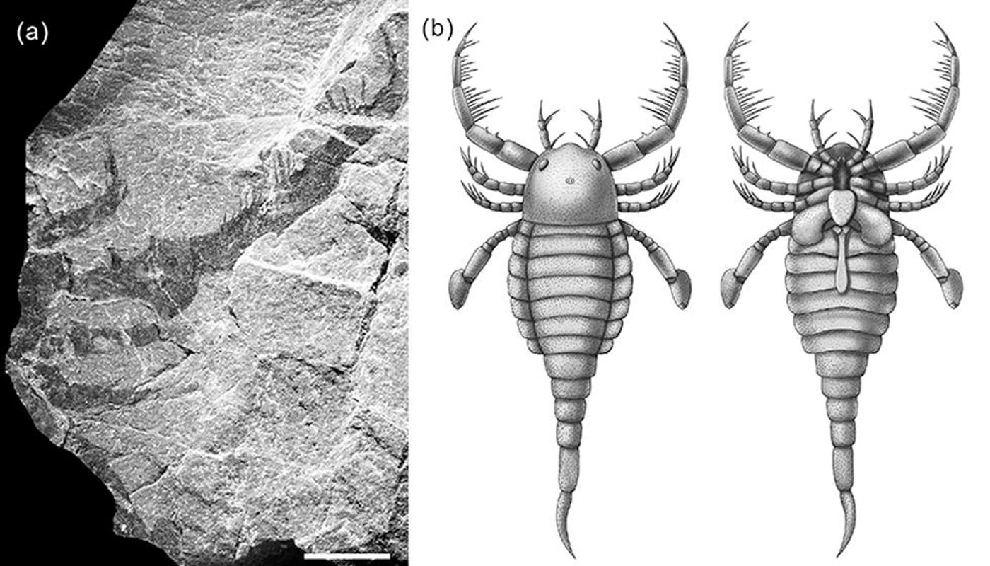 Fóssil de escorpião com tamanho de cachorro é encontrado na China ...