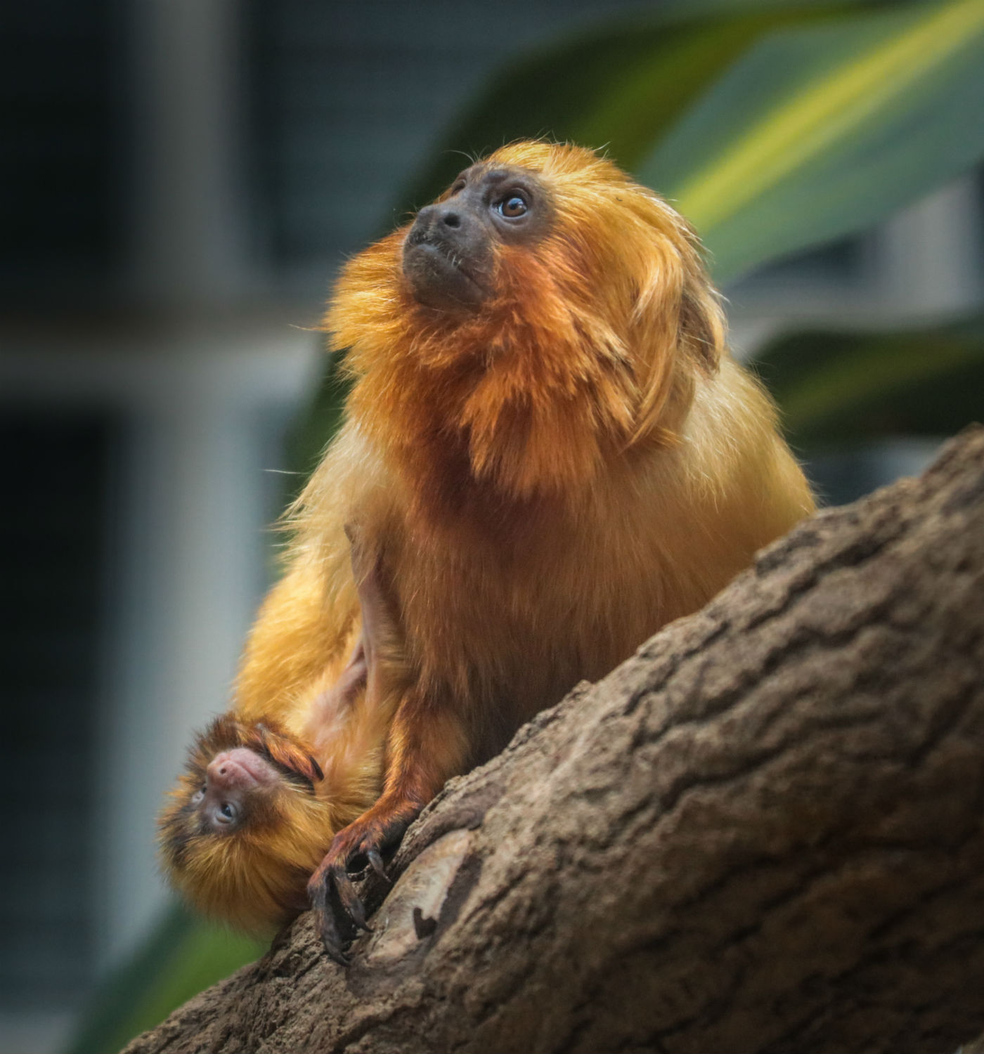 Zoológico registra nascimento de filhotinhos gêmeos de mico-leão ... Zoológico registra nascimento de filhotinhos gêmeos de mico-leão ...